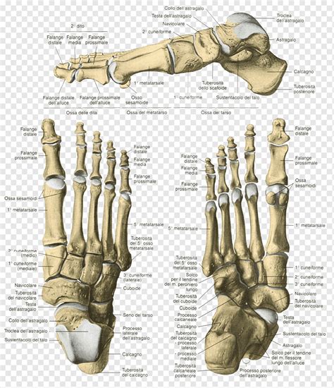 손가락 골격 뼈 발 인체 해부학 골격 손 발 발목 Png Pngwing