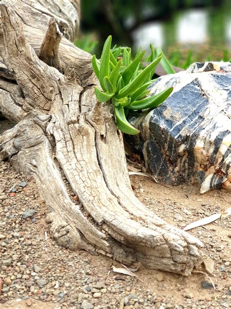 Plantes Croissance Botanique Photo Gratuite Sur Pixabay Pixabay