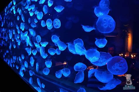 Jellyfish Tank Ideas At Stephen Gallagher Blog