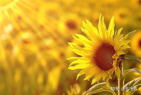 让花成花，让树成树！每个孩子都是独一无二的。 知乎