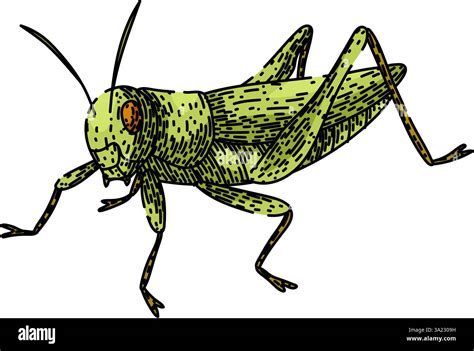 Antennae Grasshopper Sketch Hand Drawn Vector Stock Vector Image And Art Alamy