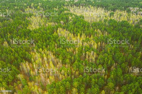 Musim Semi Pemandangan Udara Pohon Gugur Tanpa Dedaunan Daun Dan Hutan