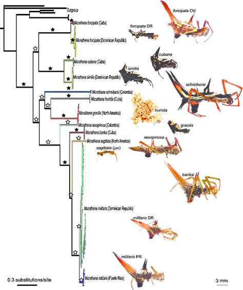 A Bayesian Inference Tree Illustrating Relationships And Morphological