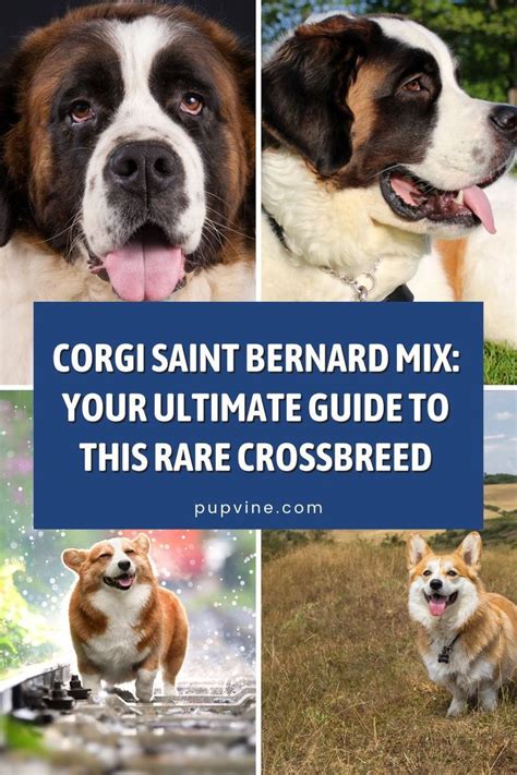 Corgi Saint Bernard Mix Your Guide To A Rare Cross Breed St Bernard