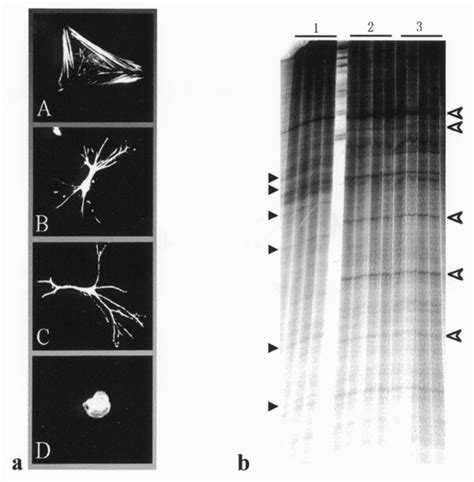 Alteration In Cell Shape A And Gene Expression B By Ecm In Cultured