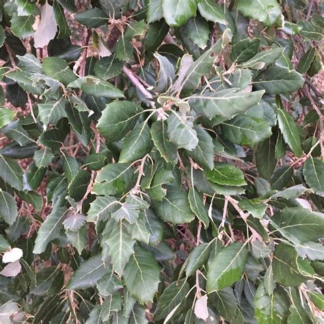 Quercus Suber Cork Oak
