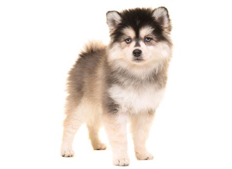 1 Pomsky Puppies For Sale In California