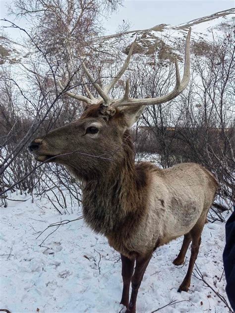 Борхүү нэртэй бугад электрон чип суулгаж Богдхан ууланд нутагшуулахаар төлөвлөжээ · Dorgio Mn
