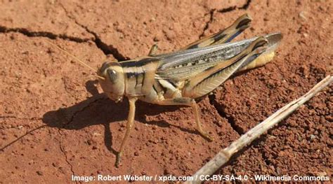 20 Types Of Grasshoppers With Pictures Identification Guide