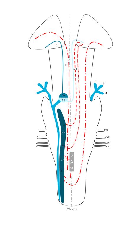 Trigeminal Anatomy And Central Neuropathic Pain Neurochirurgisch Centrum Nijmegen
