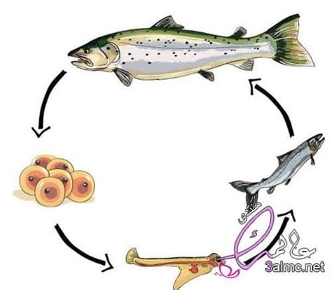 دورة حياة السمكة بالصور شبكة عالمك