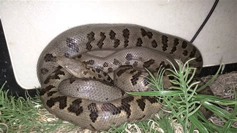 Chilabothrus Chrysogaster Chrysogaster West Indian Boas