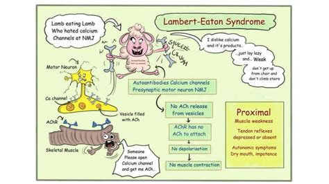 Physiology Of Synapse And Applied Pptx Brain And Nervous System Disorders Diseases And