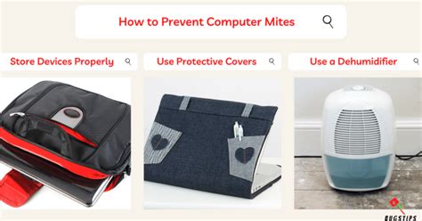 Computer Mites Effective Ways To Get Rid Of Them BugsTips