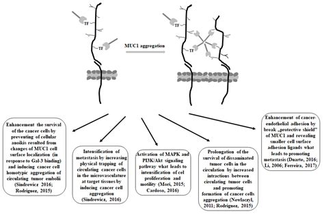 Galectin 3 And Epithelial Muc1 Mucin—interactions Supporting Cancer Development