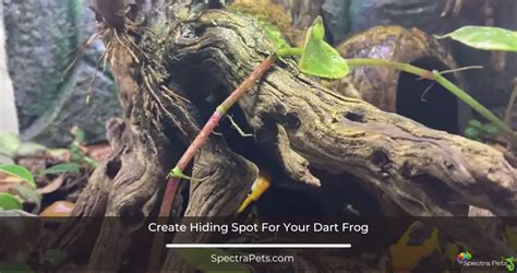 Dart Frog Habitat Setup Guide [a Complete Catalog]