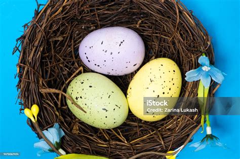 위에서 본 파란색 배경에 둥지에 있는 세 개의 메추라기 부활절 달걀 부활절 개념 0명에 대한 스톡 사진 및 기타 이미지 0명 3가지 개체 갈색 Istock