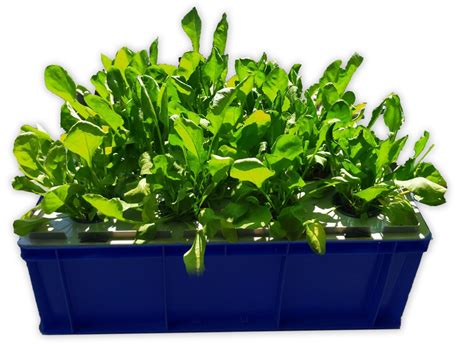 Dwc System Shop Hydroponics