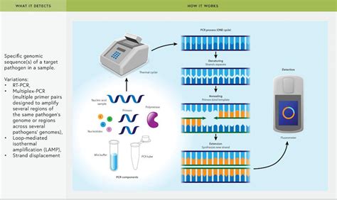 Nucleic Acid Amplification Test Example At Jackie Proctor Blog