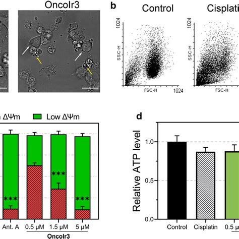 A Wild Type Gonads Of The C Elegans Strain N2 Visualized With Download Scientific Diagram