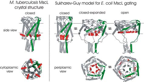 Figure 1 From On The Structure Of The N Terminal Domain Of The Mscl