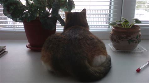 Широкая кость Пикабу