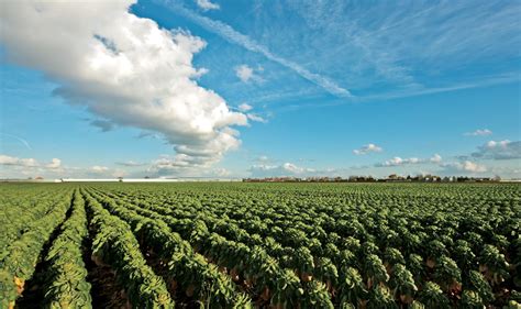 GC MS Method Package Ver For Residual Pesticides In Foods Shimadzu SOPS