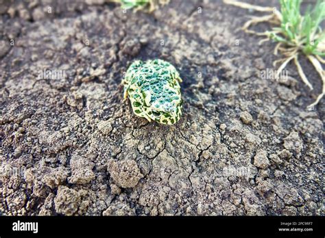 A Young European Green Toad Variable Toad Bufo Viridis On Dry Land