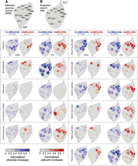 A Functional Map Of Odor Evoked Inhibition And Excitation A B