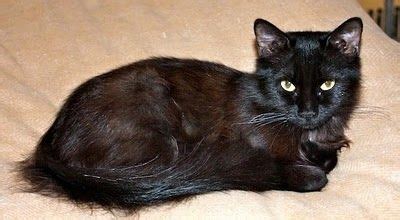 York Chocolate Chocolate Cat Cat Breeds Munchkin Kitten