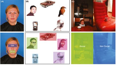 Figure 1 From Preterm Birth Is Associated With Atypical Social Orienting In Infancy Detected