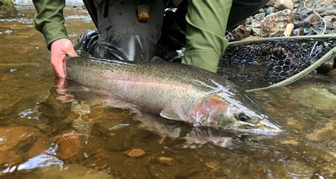 Steelhead Trout Fishing