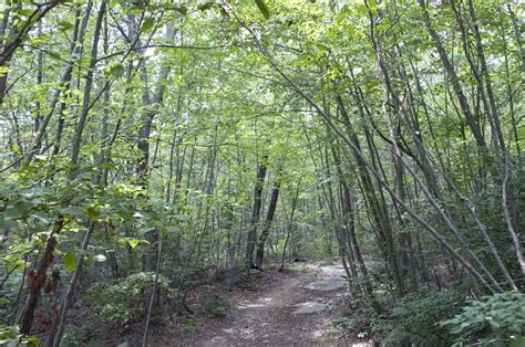Regenerating Forest The Current