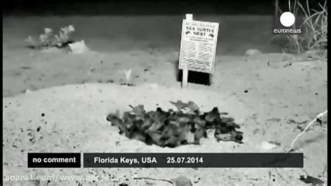 تصاویری تکرار نشدنی از تولد 100 بچه لاک پشت