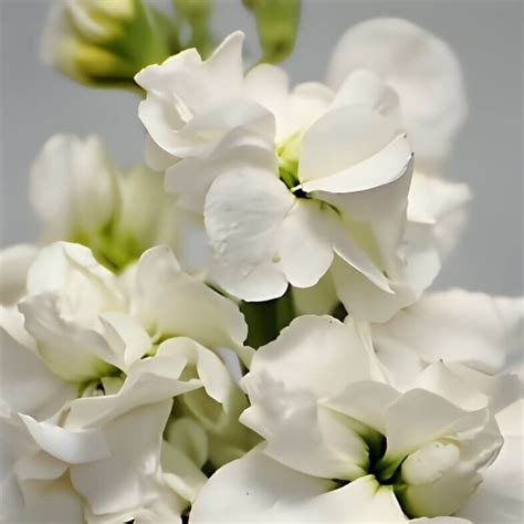 Wholesale White Stock Fragrant Elegant Wedding Stems