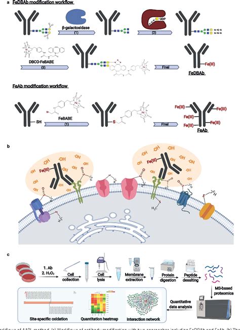 Figure 1 From A Proximity Labeling Method For Proteinprotein