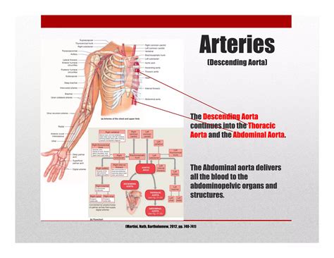 The Systemic Circuit Ppt