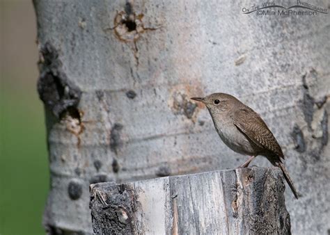 House Wren Nesting Behavior At Lily Selwyn Blog