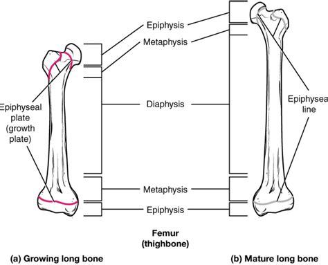 Describe Appositional Bone Growth Using The Differnt Bone Cell Types