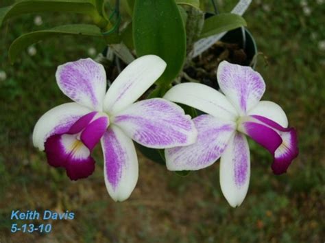 Bifoliate Cattleya Species Heirloom And Select Clones Listing