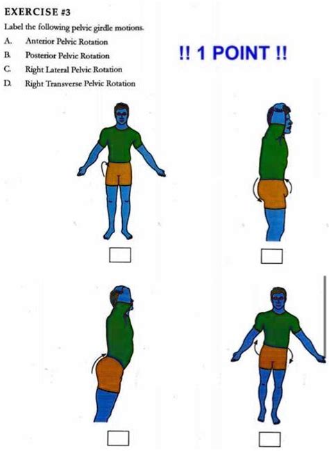 Solved Exercise 3 Label The Following Pelvic Girdle Motions A Anterior Pelvic Rotation B
