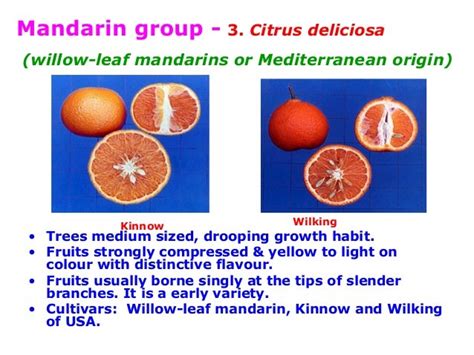 Citrus Classification