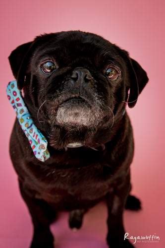 Available Pugs Adoption Profiles Pug Rescue And Adoption Victoria