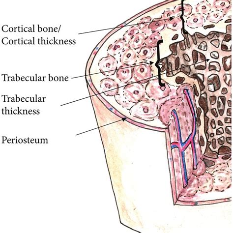 Illustration Of Bone Showing Basic Trabecular And Cortical