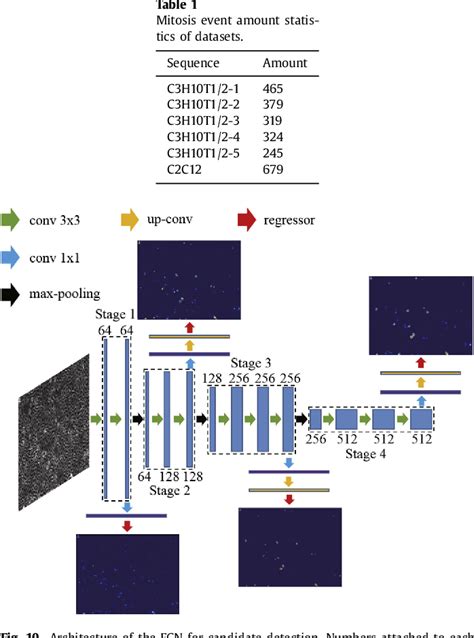 Table 1 From Cell Mitosis Detection Using Deep Neural Networks Semantic Scholar