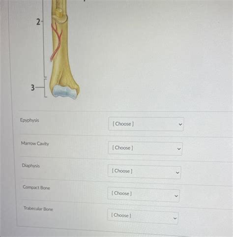 match the letter with the bone structure epyphysis