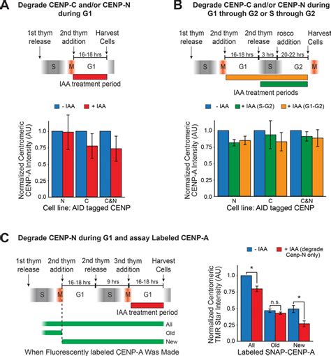 Cenp C And Cenp N Degradation Has No Significant Effect On Centromeric Download Scientific