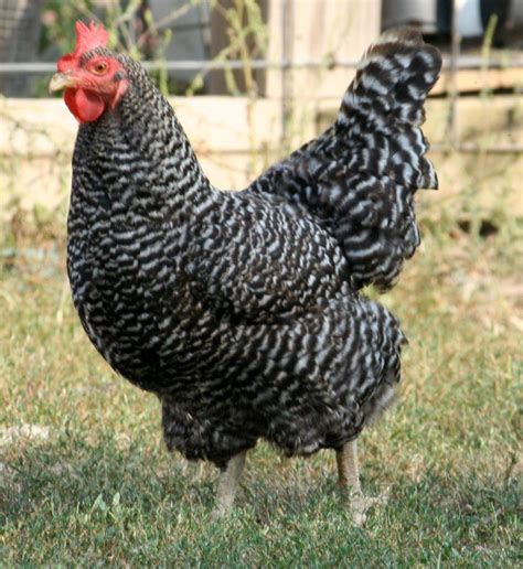 Cuckoo Maran Chickens