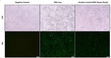Cytopathogenic Effect Cpe And Immunofluorescence Antibody Test Ifa
