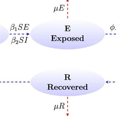structure of the discrete seir model download scientific diagram